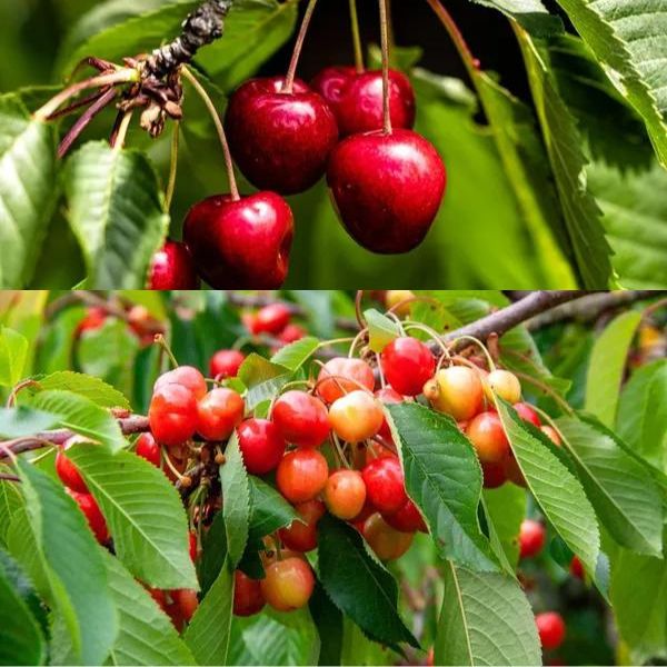 Home EXOTIC FRUIT PLANTS Hybrid Hot-Climate-Cherry Grafted Plant