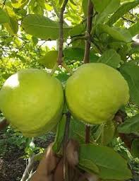 Buy L-49 Guava-Fruit Plant Online | Order Now