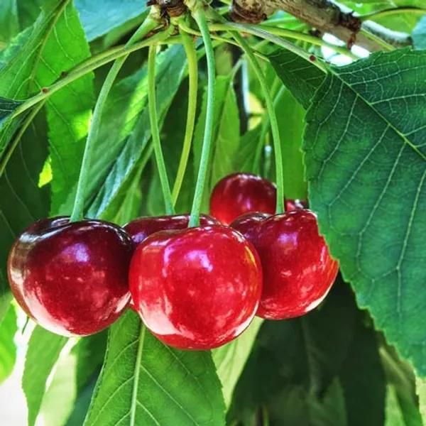 Home EXOTIC FRUIT PLANTS Hybrid Hot-Climate-Cherry Grafted Plant