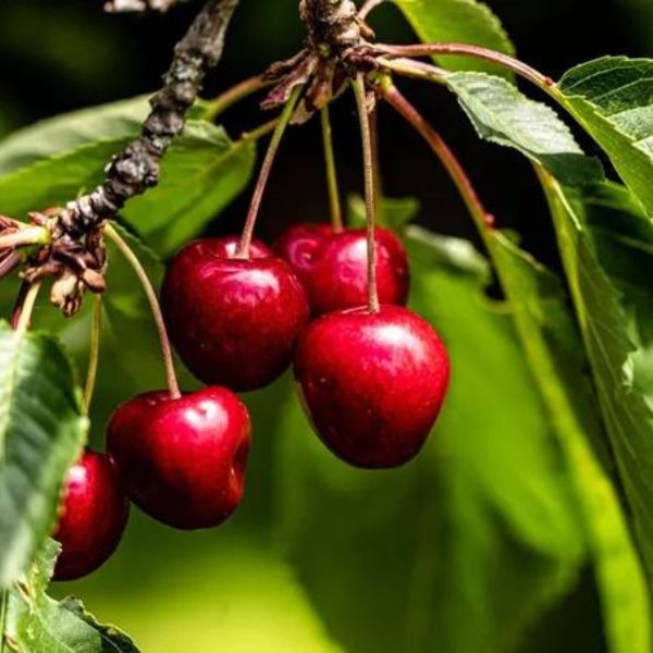 Home EXOTIC FRUIT PLANTS Hybrid Hot-Climate-Cherry Grafted Plant