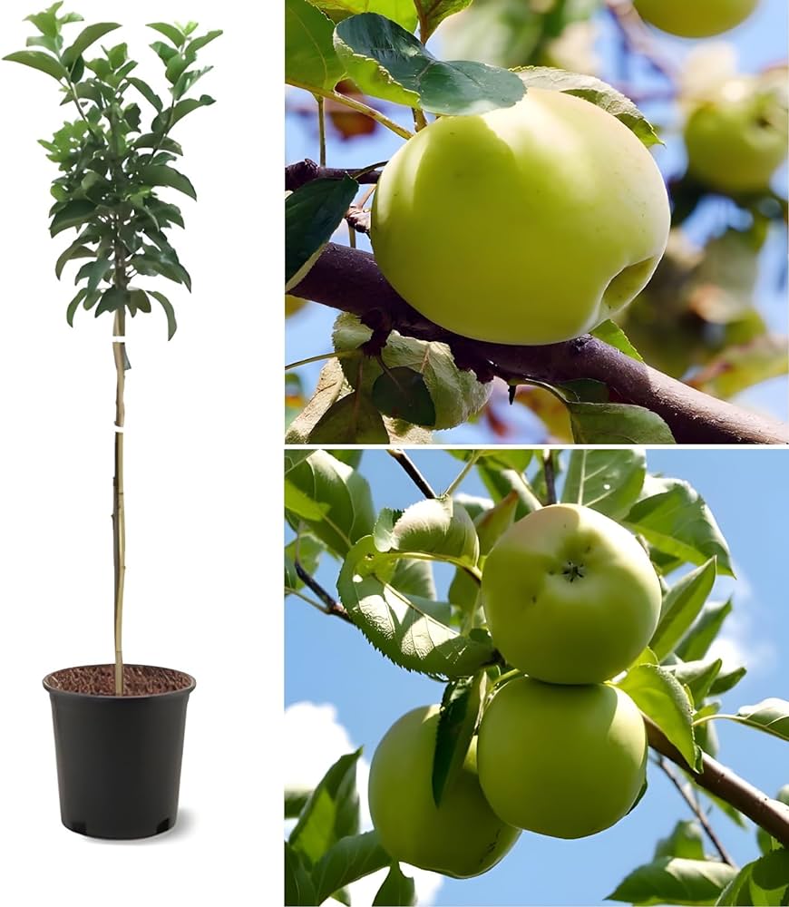Hybrid Green Apple Trees Online at Newnees Plant